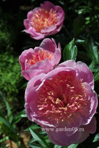 Пион травянистый «Жемчужная россыпь» руб, купить, фото, описание