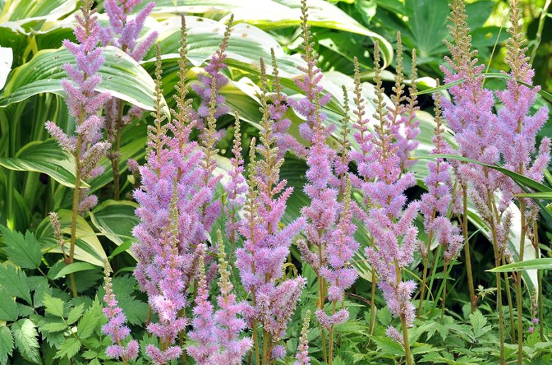 Астильба китайская карликовая (Astilbe chinensis var. pumila) 300 руб ...