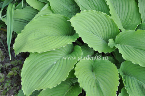 Хоста «Marrakech» (Марракеш) 700 руб, купить, фото, описание