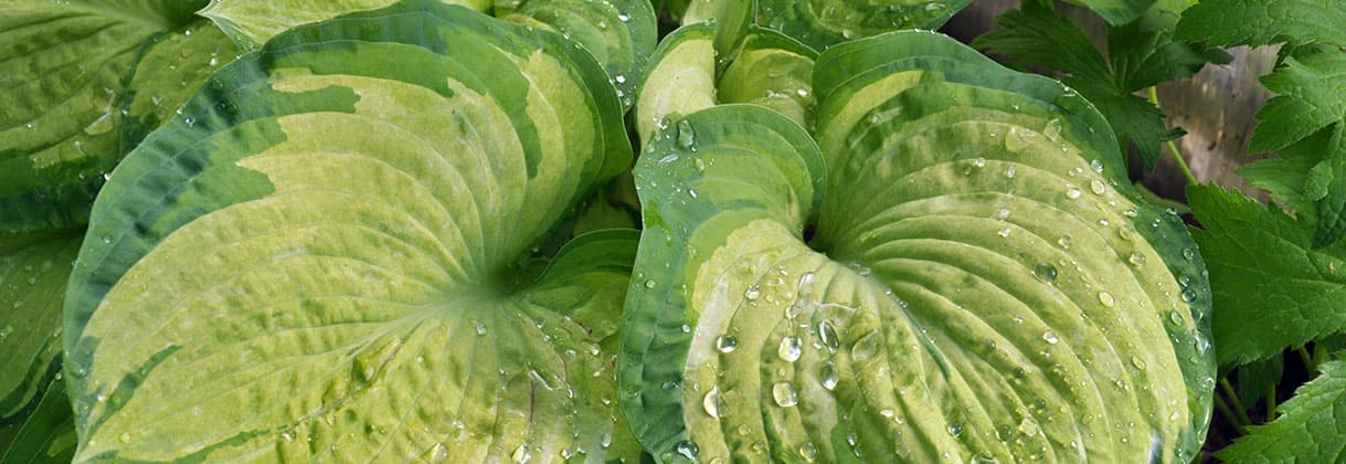 Хоста «Marrakech» (Марракеш) 680 руб, купить, фото, описание