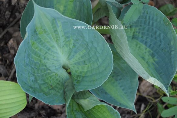 Хоста «Heat Wave» 1100 руб, купить, фото, описание